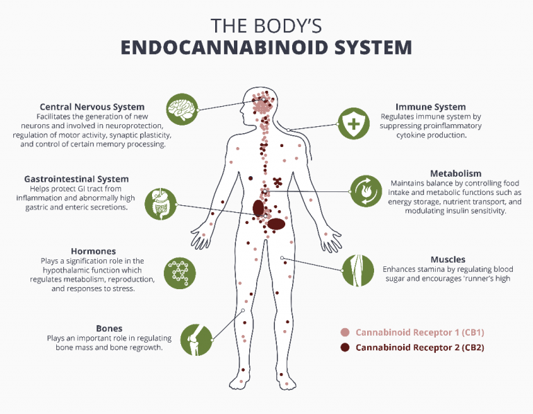 The Body's Endocannabinoid System Infographic - He and She Fitness