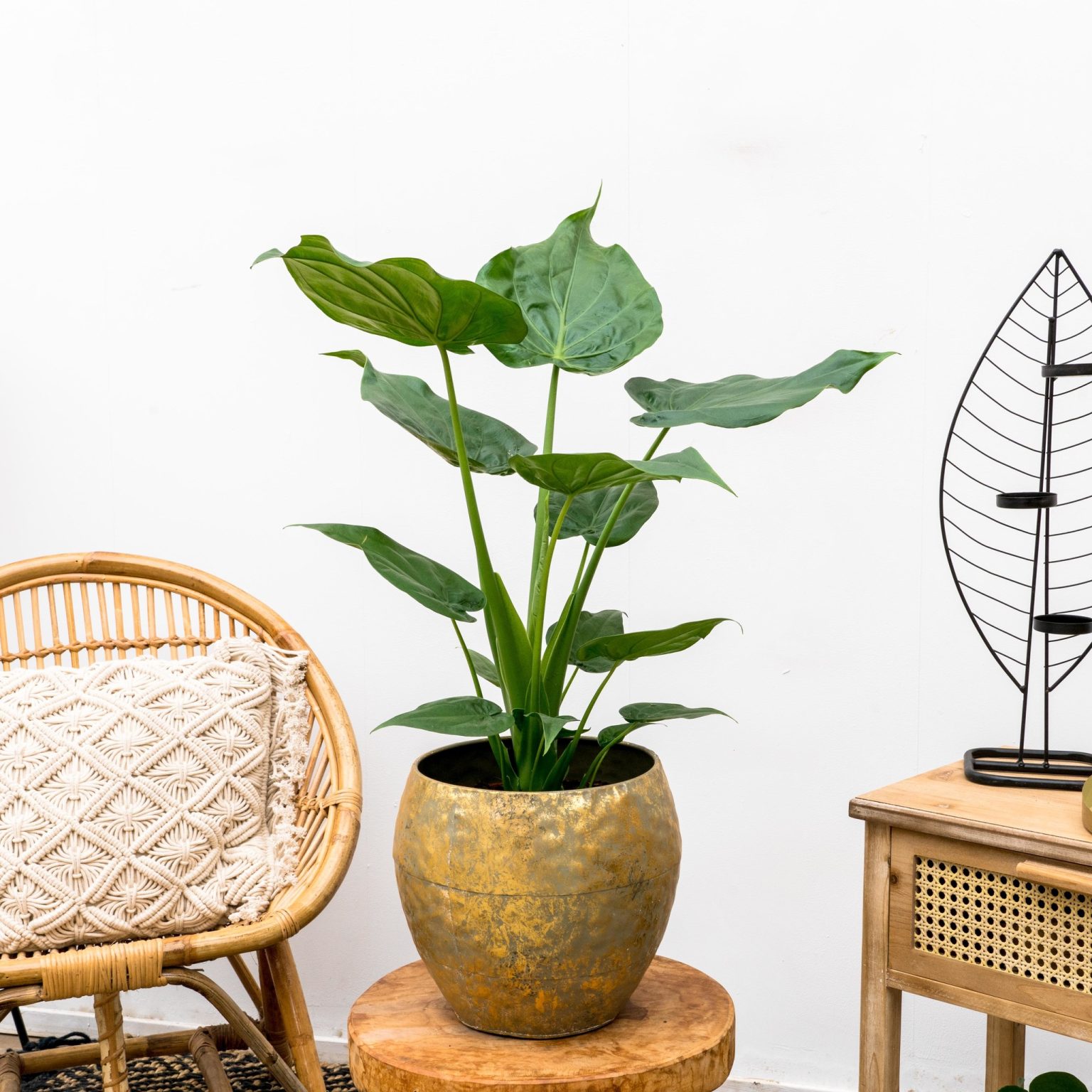 The guide for placing an indoor elephant ear plant at the office! - He ...